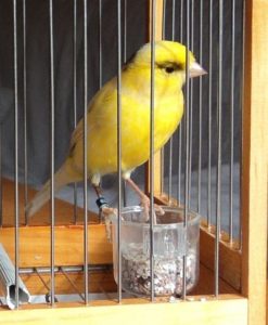 Timbrado español el canario cantor - 🐦Pájaro canario domestico