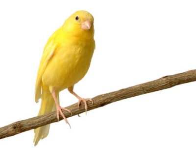 Canario sajón o común - 🐦Pájaro canario domestico