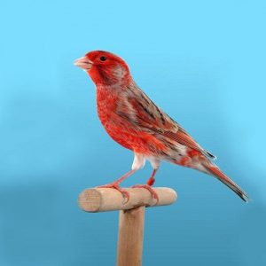 Canarios de color - 🐦Pájaro canario domestico