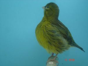 Fife fancy el canario enano - 🐦Pájaro canario domestico