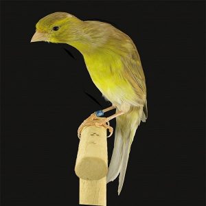 Pájaros canarios | Todas las razas de canarios