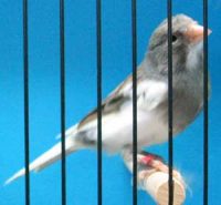 Timbrado español el canario cantor - 🐦Pájaro canario domestico