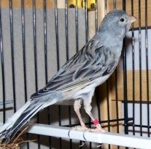 Timbrado español el canario cantor - 🐦Pájaro canario domestico