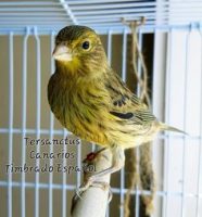 Timbrado español el canario cantor - 🐦Pájaro canario domestico