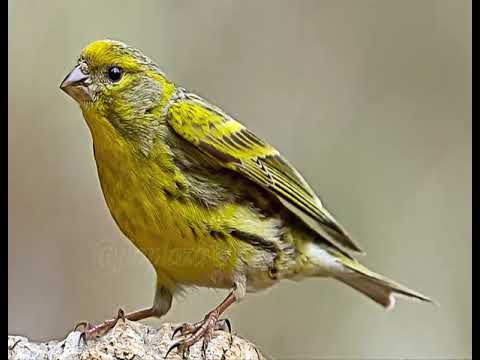 Canario sajón o común - 🐦Pájaro canario domestico