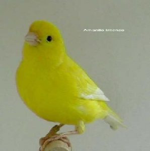 Canario amarillo intenso - 🐦Pájaro canario domestico