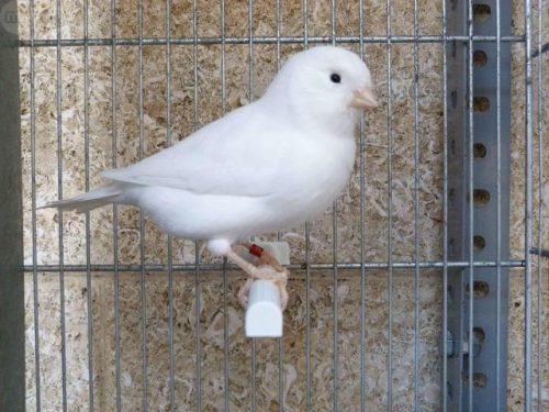 Canario blanco dominante - 🐦Pájaro canario domestico