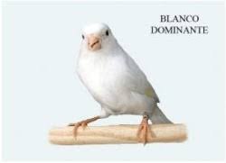 Canario blanco dominante - 🐦Pájaro canario domestico