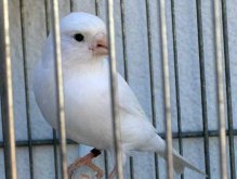 Canario blanco dominante - 🐦Pájaro canario domestico