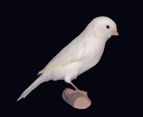 Intense white canary | 🐦 Domestic canary birds