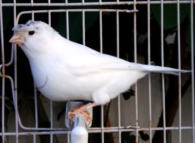 Intense white canary | 🐦 Domestic canary birds
