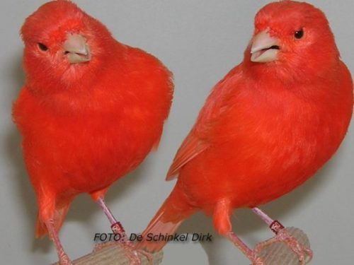 Intense red canary | 🐦 Domestic canary birds