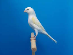 Canario blanco dominante - 🐦Pájaro canario domestico
