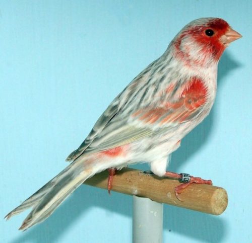 Canario ágata - 🐦Pájaro canario domestico