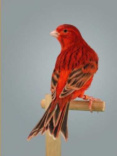 Canario ágata - 🐦Pájaro canario domestico