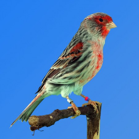 Agate Canary | 🐦Canarian domestic birds