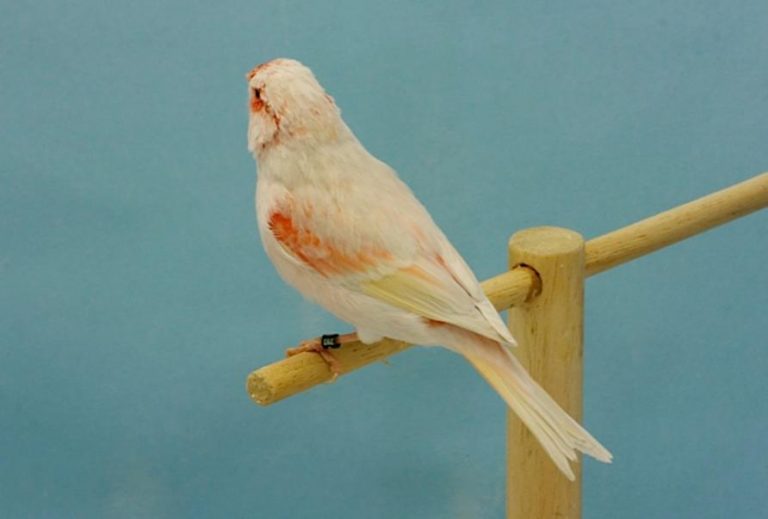 Canario jaspe - 🐦Pájaro canario domestico