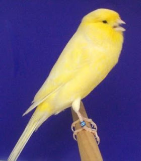 Yorkshire Canary | 🐦 Domestic canary birds
