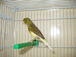 Timbrado español el canario cantor - 🐦Pájaro canario domestico