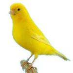 Canario sajón o común - 🐦Pájaro canario domestico