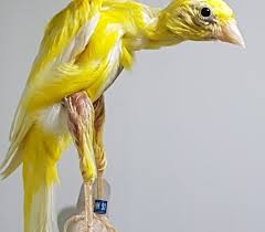 Gibber italicus - 🐦Pájaro canario domestico