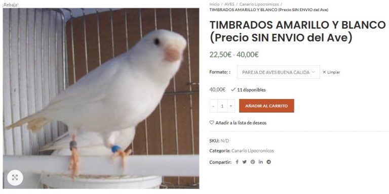 Timbrado español el canario cantor - 🐦Pájaro canario domestico